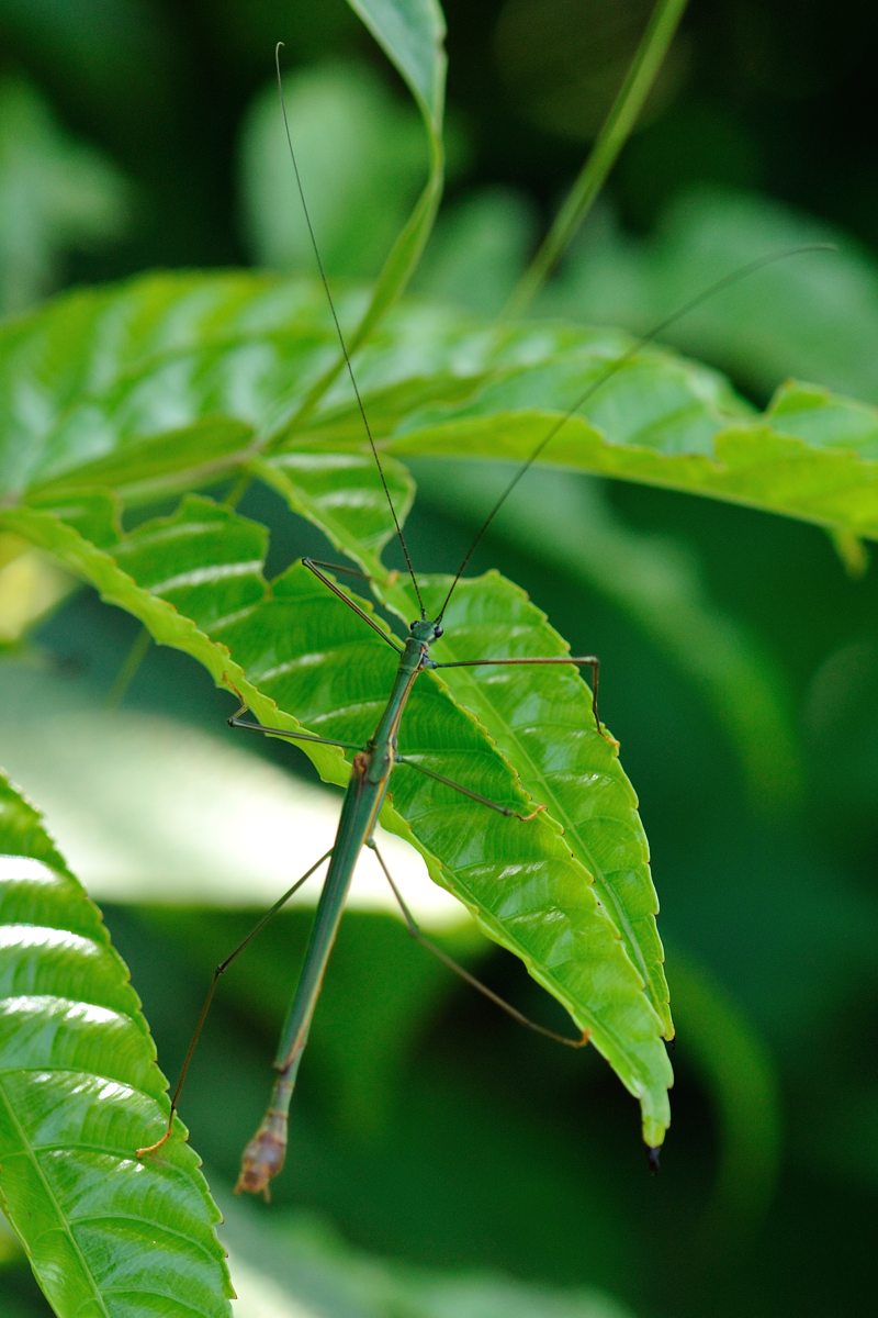 Naturing Thailand : Asceles sp.（トビナナフシ亜科） in Khao Yai
