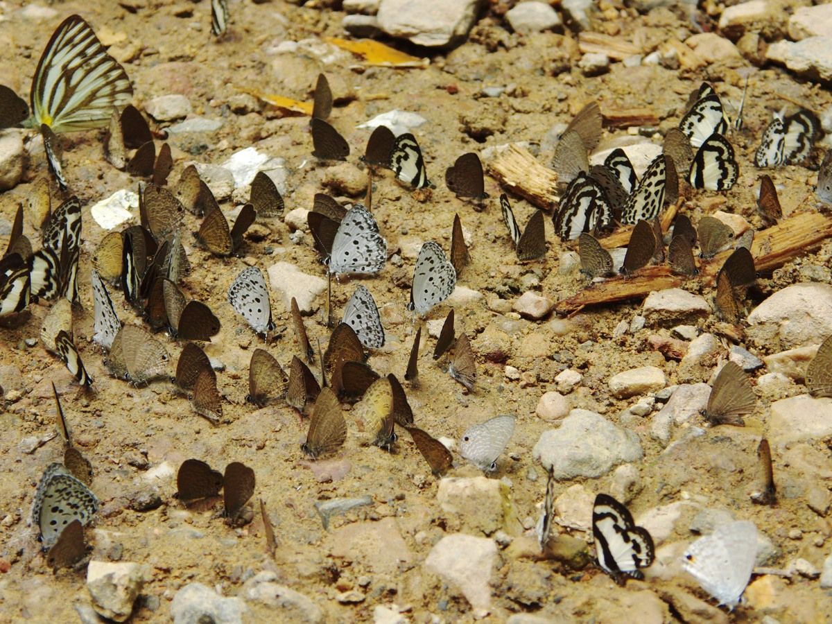 Naturing Thailand : シロサカハチシジミ(Caleta roxus) & ムラサキサカハチシジミ(Discolampa ...