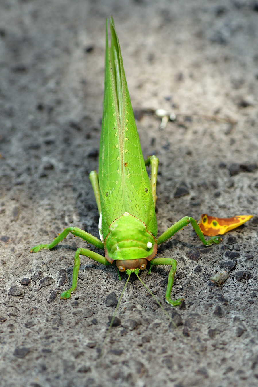 Naturing Thailand : 巨大キリギリス - The giant false leaf katydid