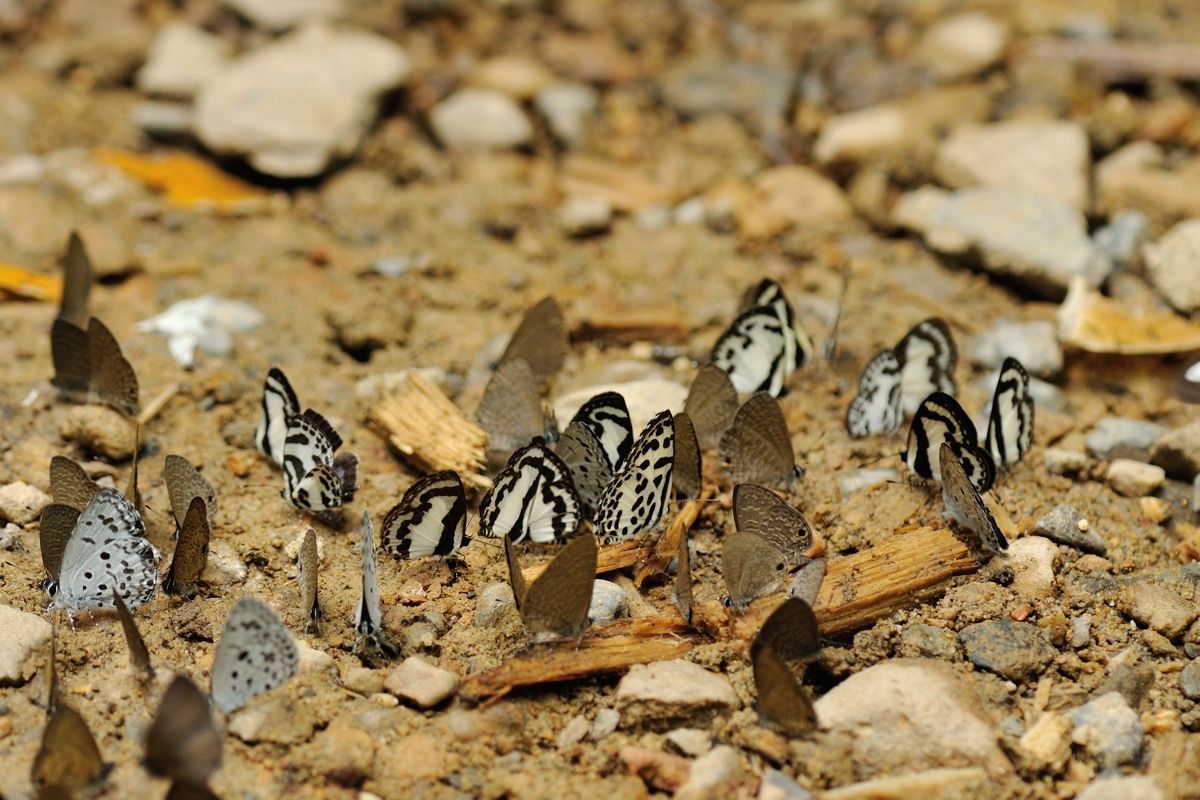 Naturing Thailand : シロサカハチシジミ(Caleta roxus) & ムラサキサカハチシジミ(Discolampa ...