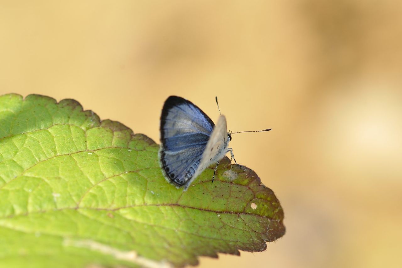 Naturing Thailand : Lestranicus transpectus（ヒメシジミ族）