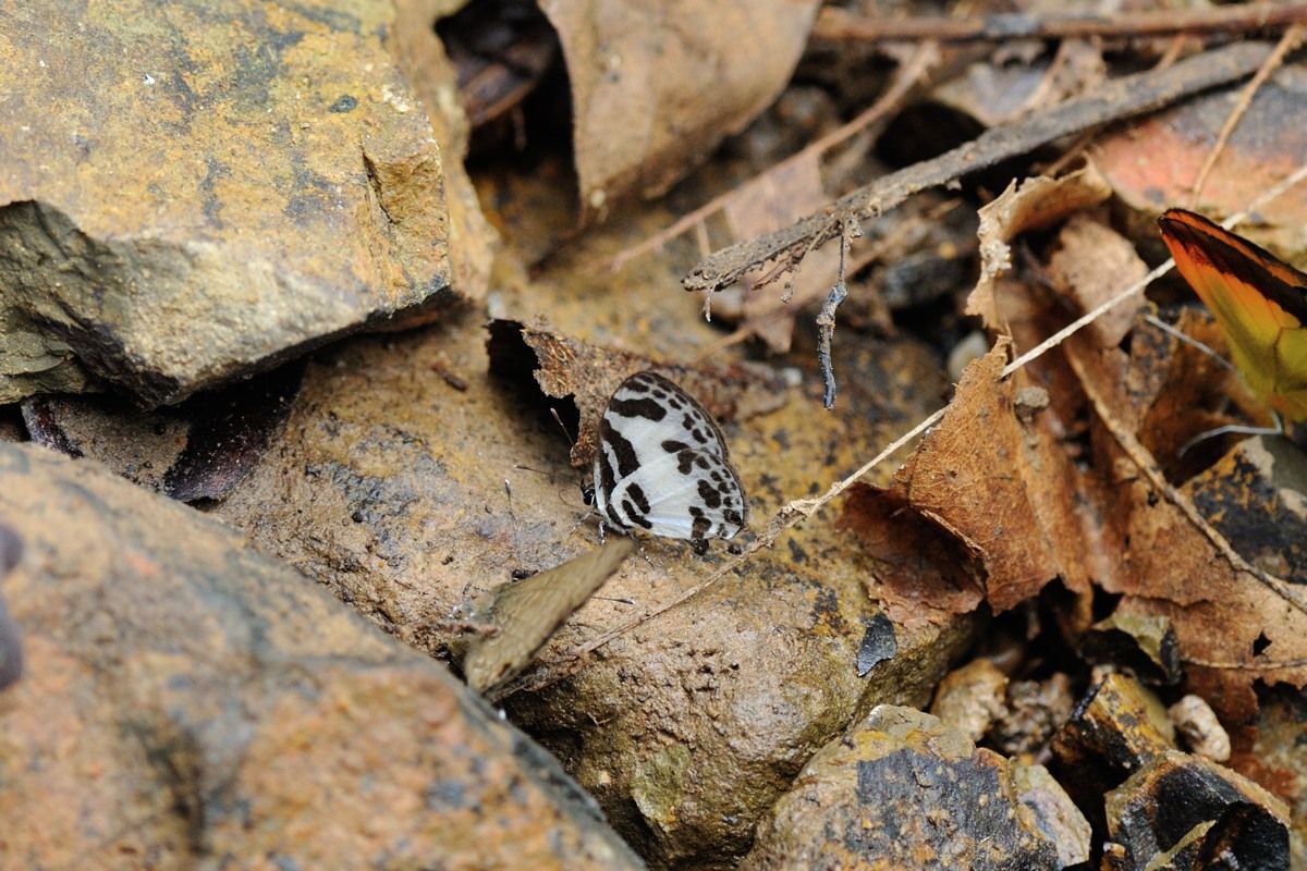 Naturing Thailand : シロサカハチシジミ(Caleta roxus) & ムラサキサカハチシジミ(Discolampa ...
