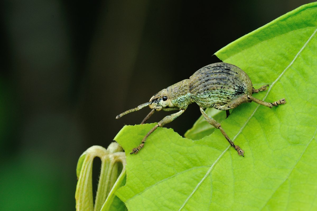 Naturing Thailand : クチブトゾウムシの仲間その1 - ゾウムシの仲間 その6