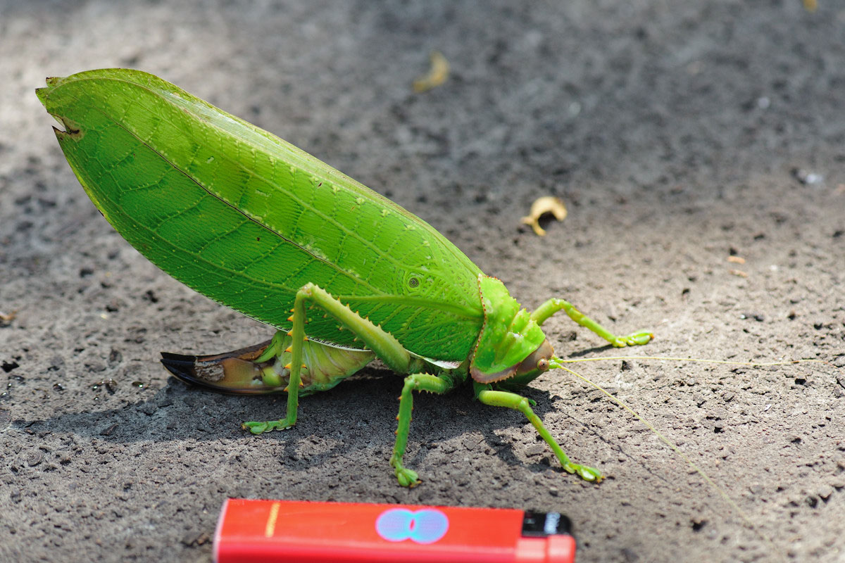 Naturing Thailand : 巨大キリギリス - The giant false leaf katydid