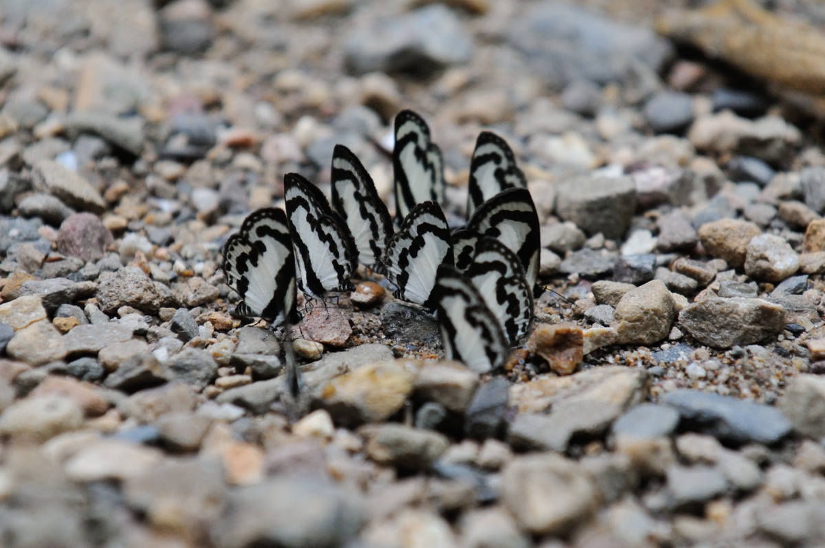 Naturing Thailand : シロサカハチシジミ(Caleta roxus) & ムラサキサカハチシジミ(Discolampa ...