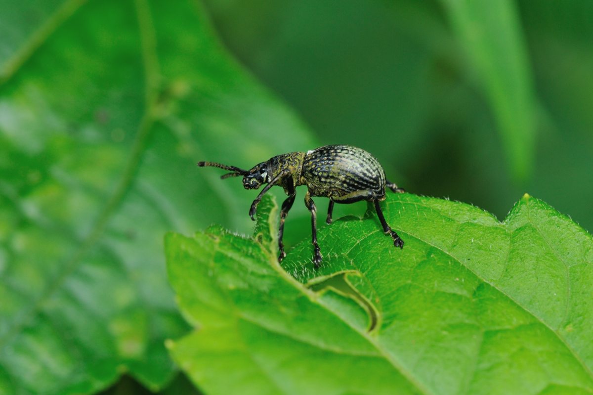 Naturing Thailand : クチブトゾウムシの仲間その2 - ゾウムシの仲間 その7
