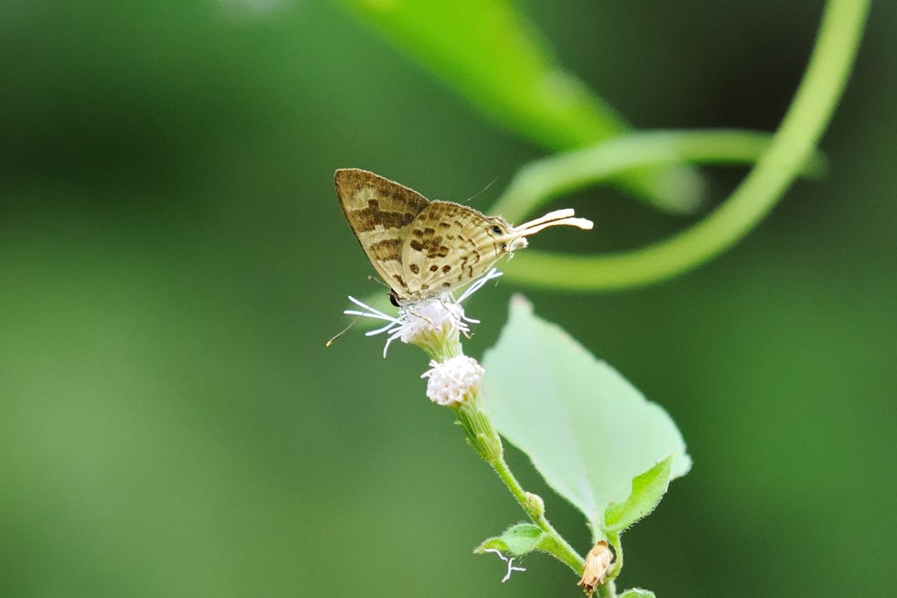 Naturing Thailand : フウライボウシジミ(Bindahara phocides)♀ in Kaeng Krachan NP ...