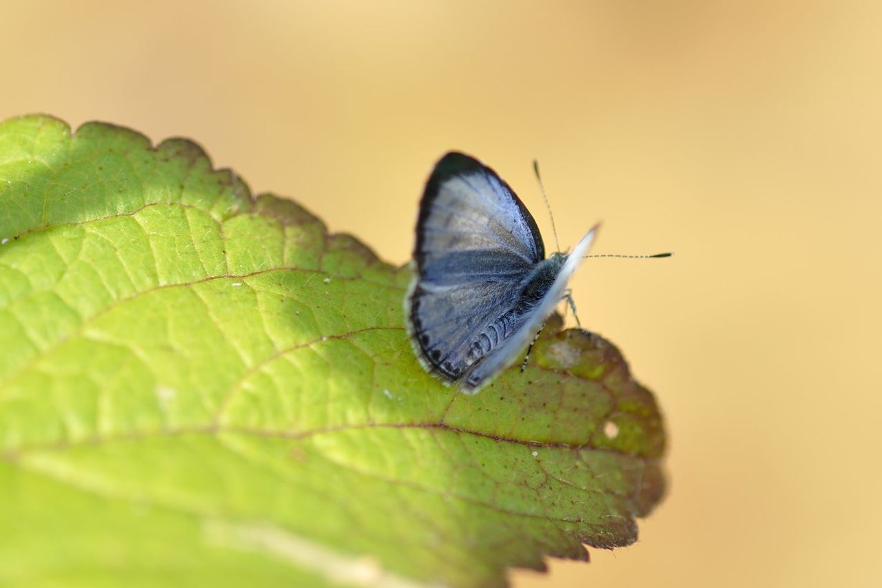 Naturing Thailand : Lestranicus transpectus（ヒメシジミ族）