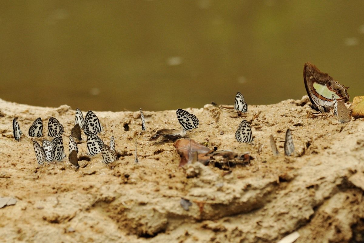 Naturing Thailand : シロサカハチシジミ(Caleta roxus) & ムラサキサカハチシジミ(Discolampa ...