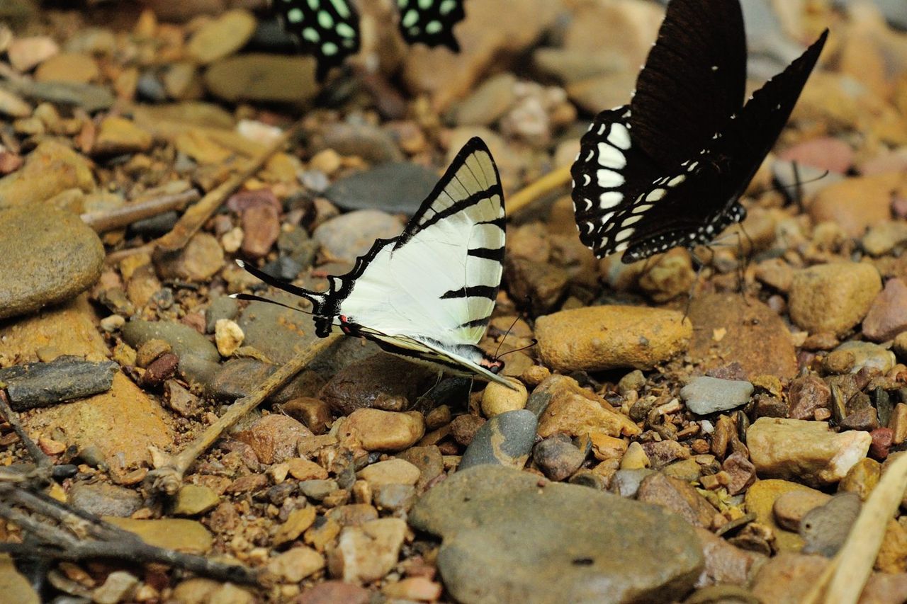 Naturing Thailand : ヒメシロオナガタイマイ(Graphium agetes)その5 in Petchaburi