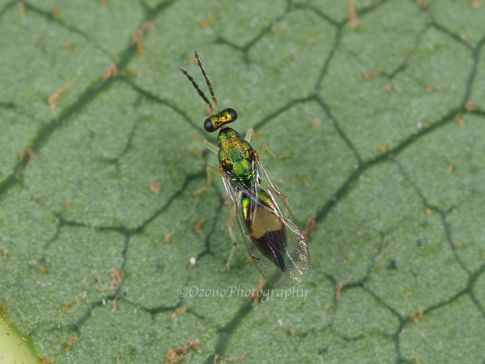 湘南むし日記:使い道 - livedoor Blog（ブログ）