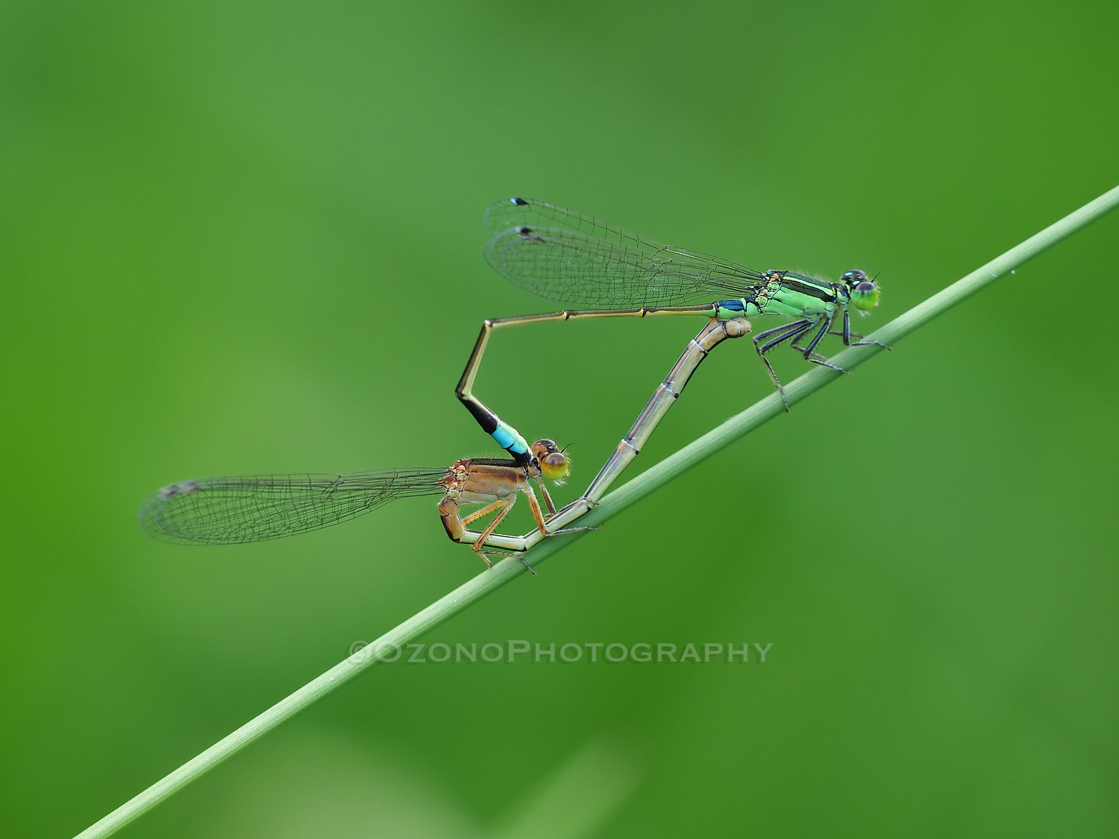 オリンパスの新レンズ 100-400mm F5.0-6.3 IS で虫を撮る : 湘南 オリンパスの新レンズ 100-400mm F5.0-6.3 IS で虫を撮る : 湘南