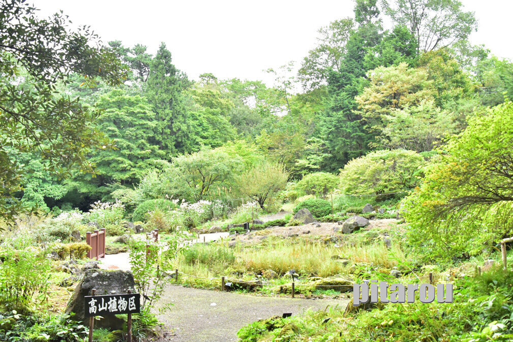 野草園 : pitarouファミリーのブログ
