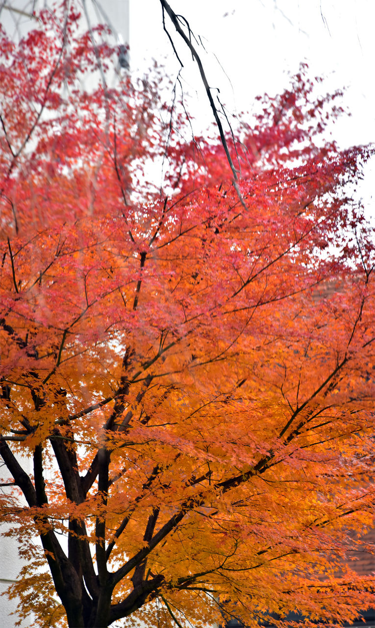 きょうのワンちゃんコーナー作りました。 12月4日 : pitarouファミリーのブログ