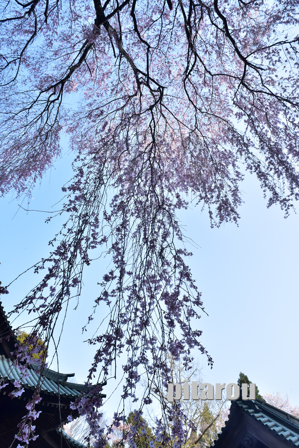 仙台東照宮 : pitarouファミリーのブログ