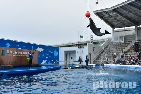 ＃2イルカショー！仙台うみの杜水族館 2018年9月撮影 : pitarouファミリーのブログ