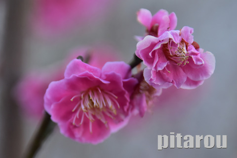 榴岡天満宮の紅梅 満開でした。 2022年3月20日撮影 : pitarouファミリーのブログ