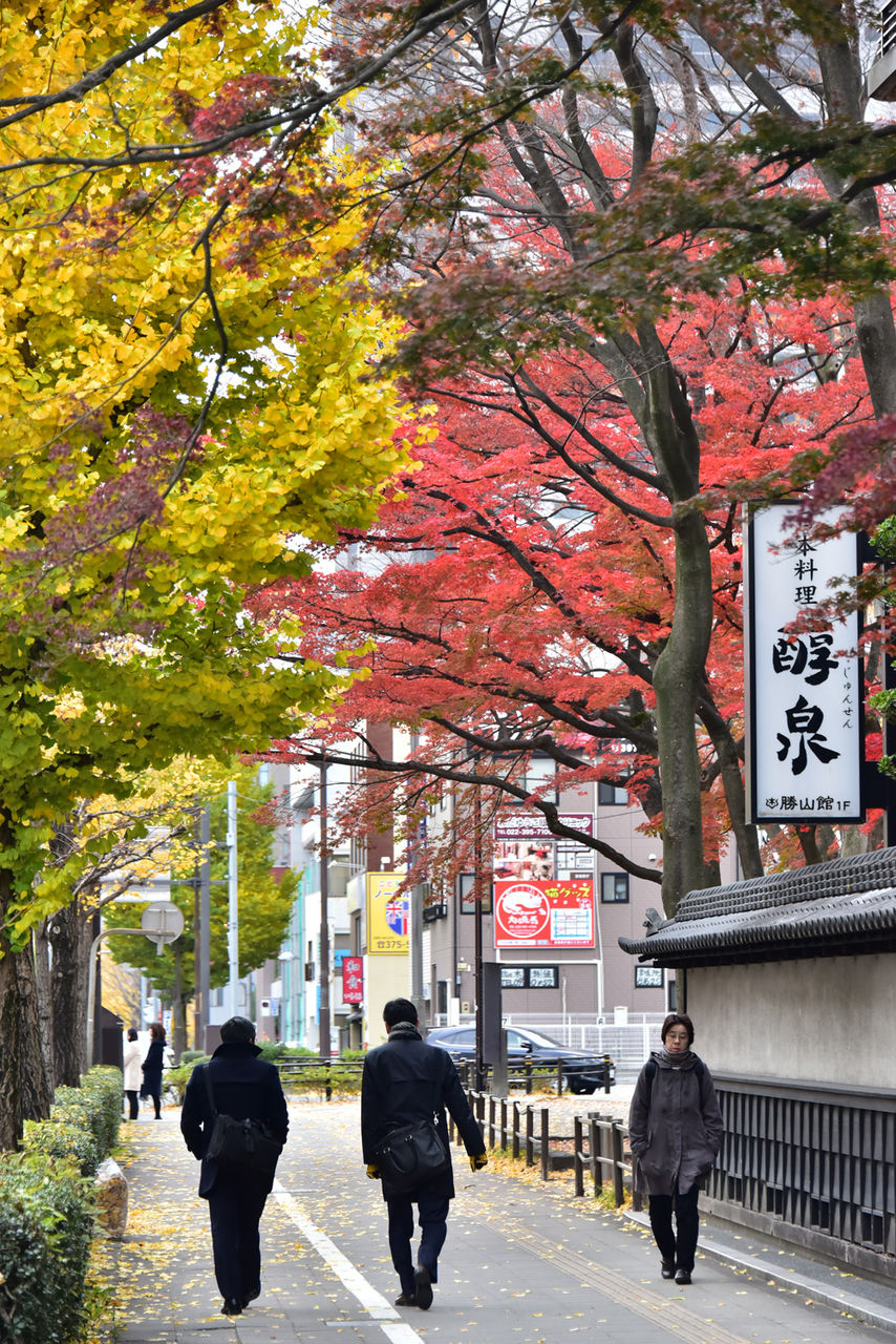 紅葉 2017 : pitarouファミリーのブログ