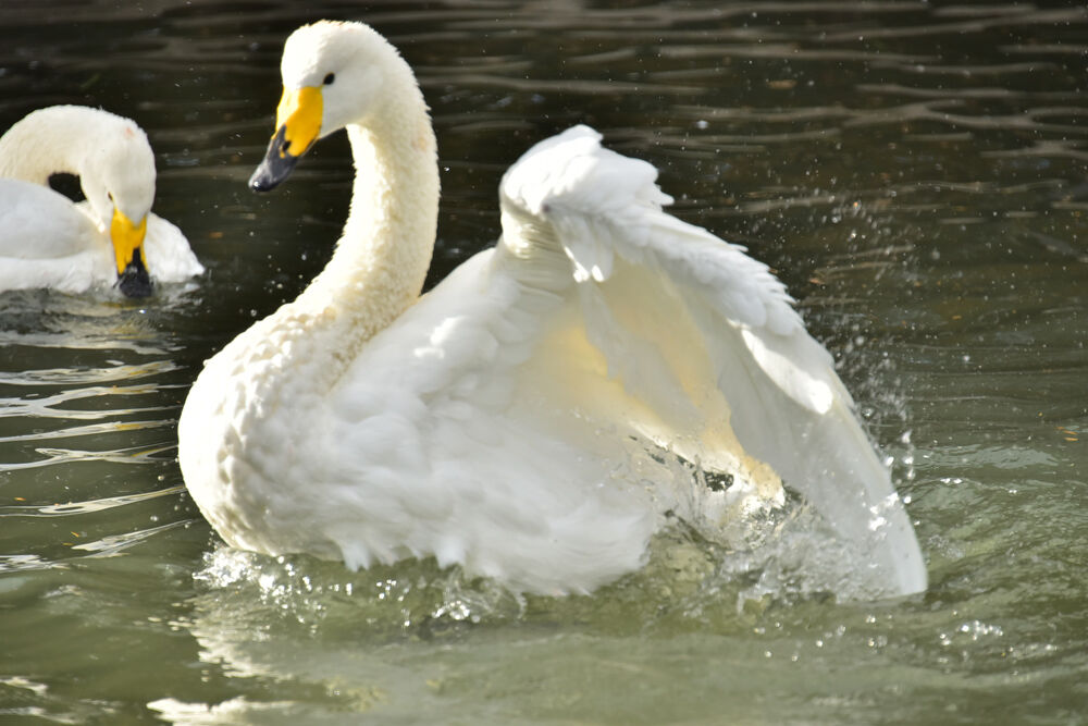 ＃7 八木山動物公園フジサキの杜 白鳥ちゃんの池！！2021年11月23日 : pitarouファミリーのブログ