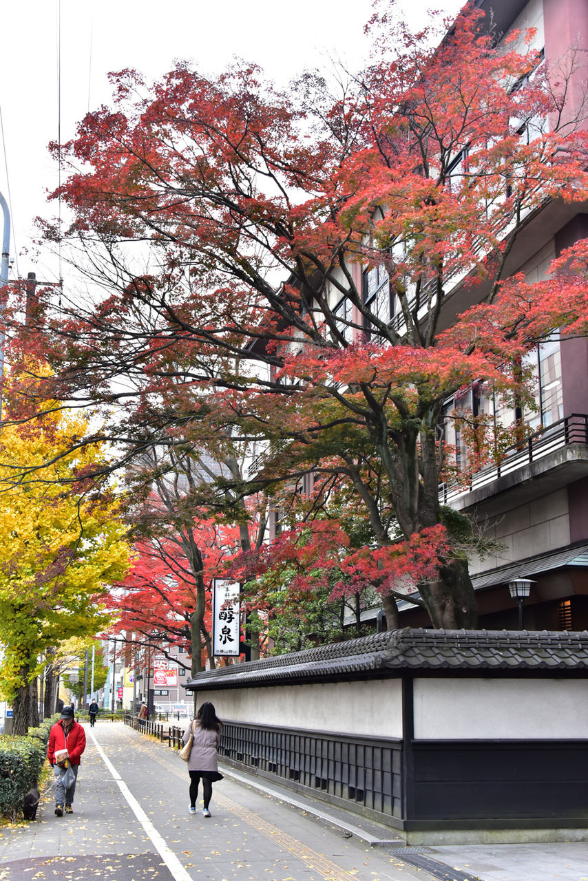 紅葉 2017 : pitarouファミリーのブログ