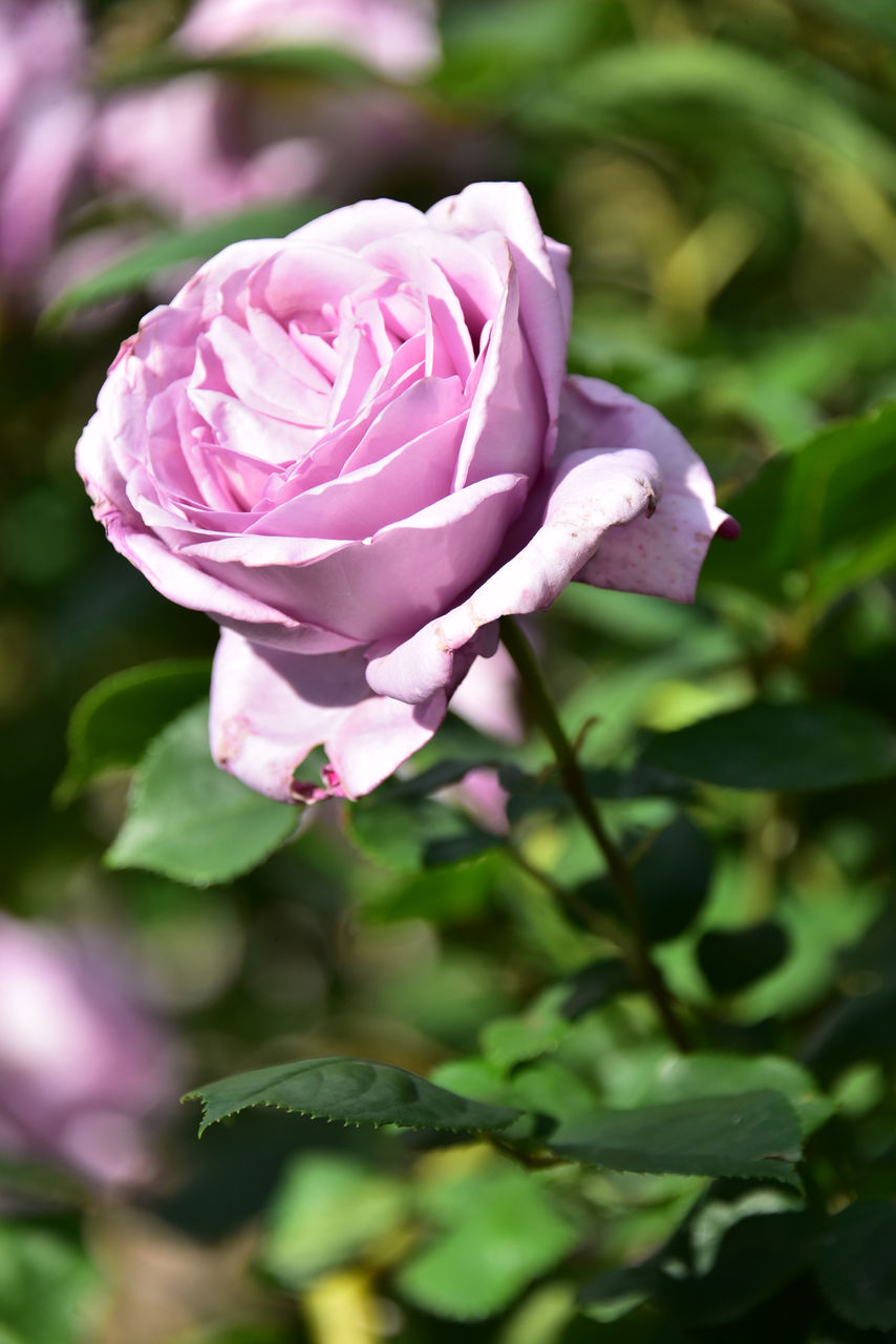 2017年06月08日 : pitarouファミリーのブログ