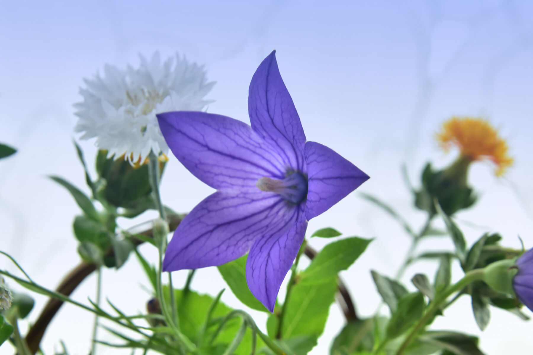 おのでらクリニックさんの花 2021年7月6日撮影 : pitarouファミリーのブログ