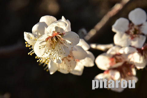 #2 榴岡天満宮の白梅も満開でした。 2022年3月20日撮影 : pitarouファミリーのブログ