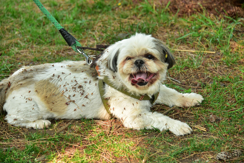 ボクは天満宮のワンちゃんサブちゃんなのだ！！ : pitarouファミリーのブログ