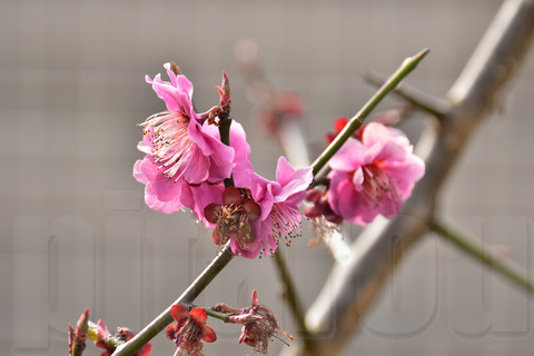 榴岡天満宮境内の梅がきれいです。2021年3月24日撮影 : pitarouファミリーのブログ