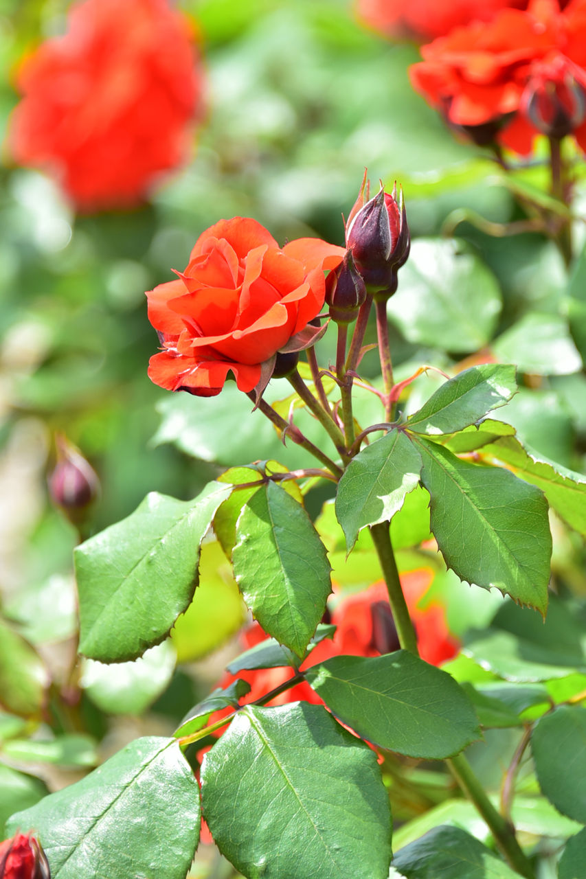 #3 せんだい農業園芸センター 撮影5月27日 : pitarouファミリーのブログ