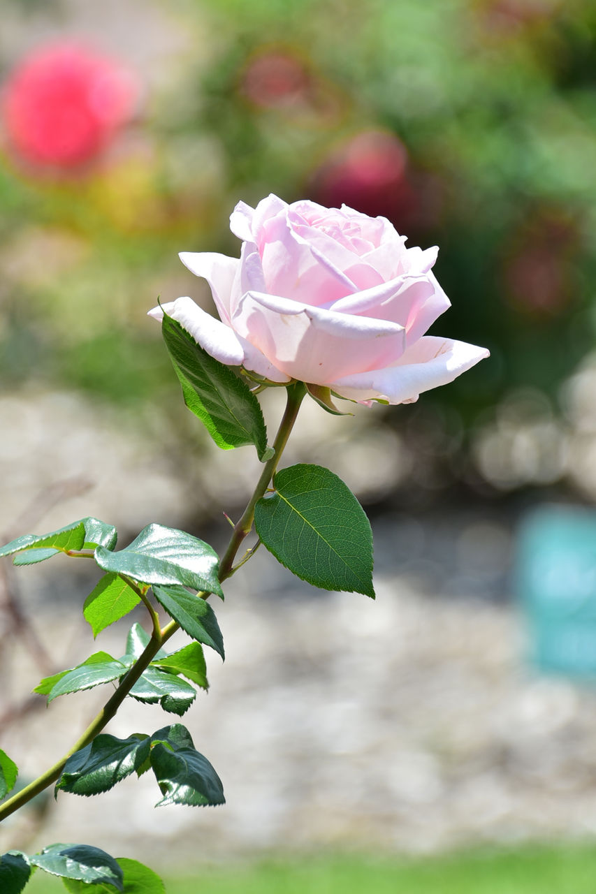 せんだい農業園芸センターバラ祭り 6月10日（日）まで : pitarouファミリーのブログ