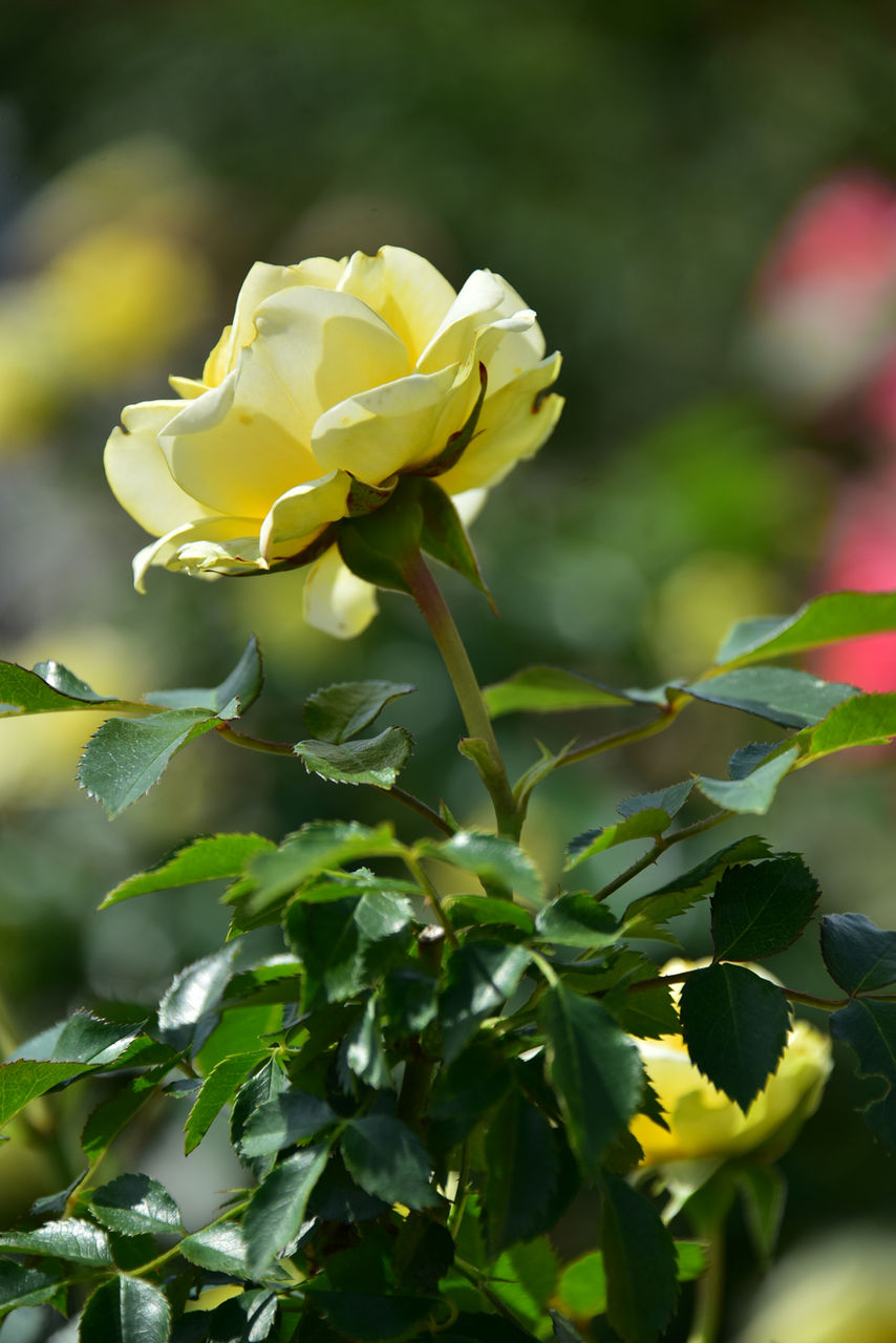 2018年06月 : pitarouファミリーのブログ