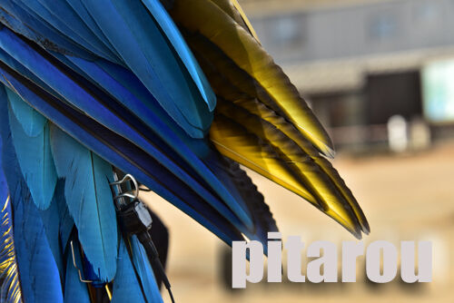 ＃1 インコのラブリーちゃん 八木山動物公園フジサキの杜 11月25日 : pitarouファミリーのブログ