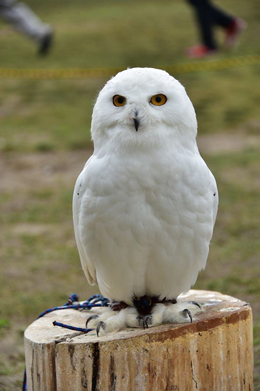 第29回 みやぎのまつり : pitarouファミリーのブログ