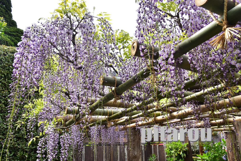 子平町千田様の藤 一般公開中です。5月15日（日）まで : pitarouファミリーのブログ
