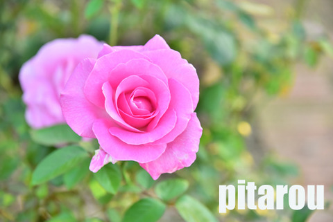 ＃10 せんだい農業園芸センター : pitarouファミリーのブログ