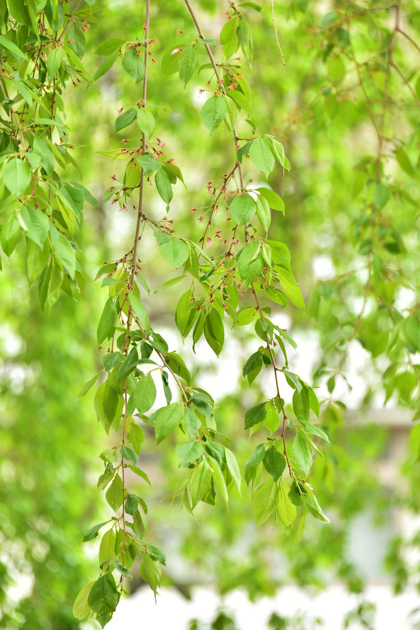 2017年05月01日 : pitarouファミリーのブログ