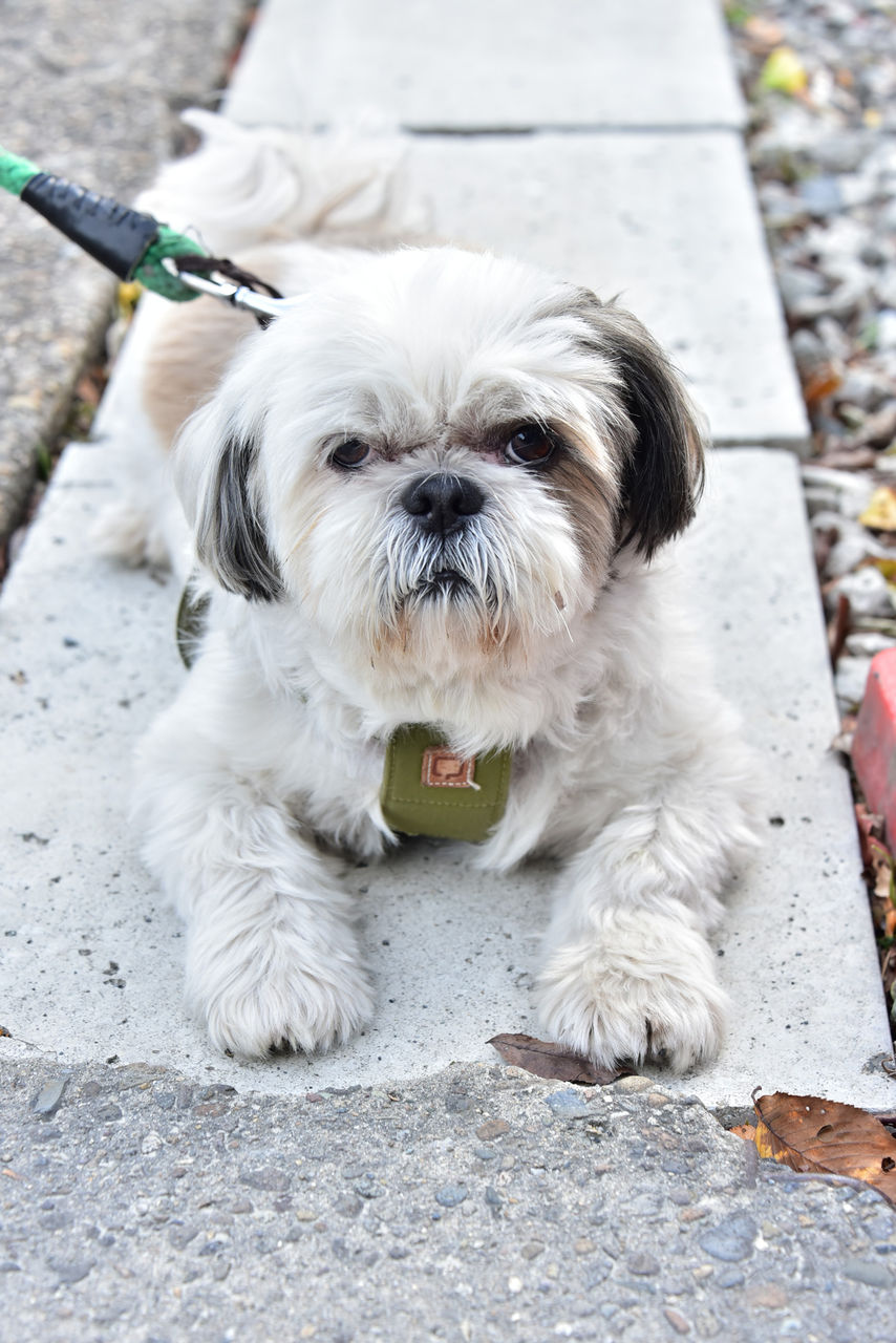 サブちゃん元気でした。榴岡天満宮 11月1日 : pitarouファミリーのブログ