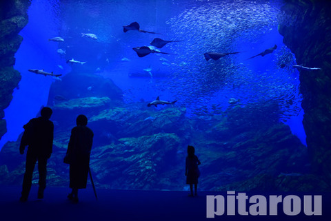 ＃1清涼感をどうぞ！仙台うみの杜水族館 2018年9月撮影 : pitarouファミリーのブログ