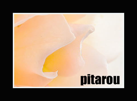 ＃7 せんだい農業園芸センター トゥールズロートレック・ヨハンシュトラウス・ホーム＆ガーデン・伊豆の踊子・しのぶれど : pitarouファミリーのブログ