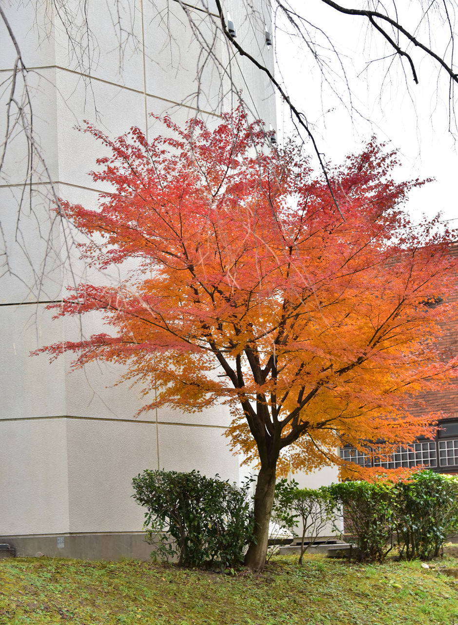 きょうのワンちゃんコーナー作りました。 12月4日 : pitarouファミリーのブログ
