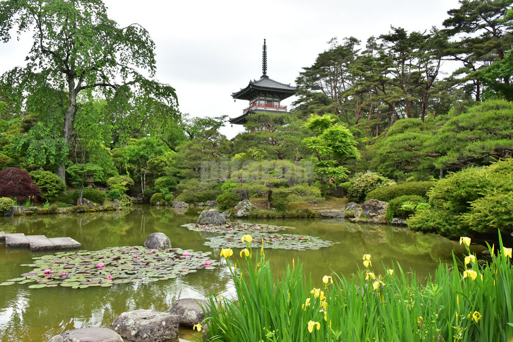 ＃3 北山輪王寺 輪王寺の睡蓮 2021年5月24日撮影 : pitarouファミリーのブログ