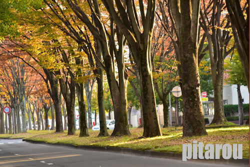＃2若林区卸町神社と東の杜大通 2020年11月13日 : pitarouファミリーのブログ