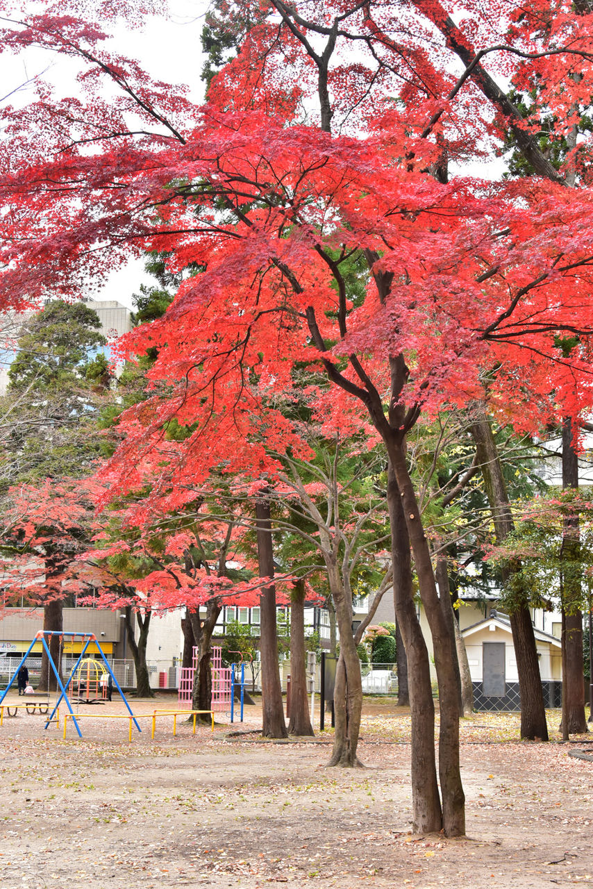 紅葉 2017 : pitarouファミリーのブログ