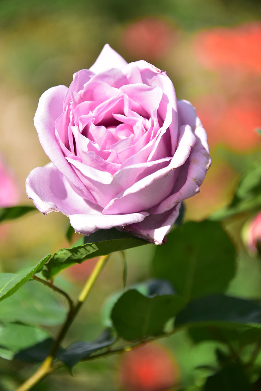 2017年06月08日 : pitarouファミリーのブログ