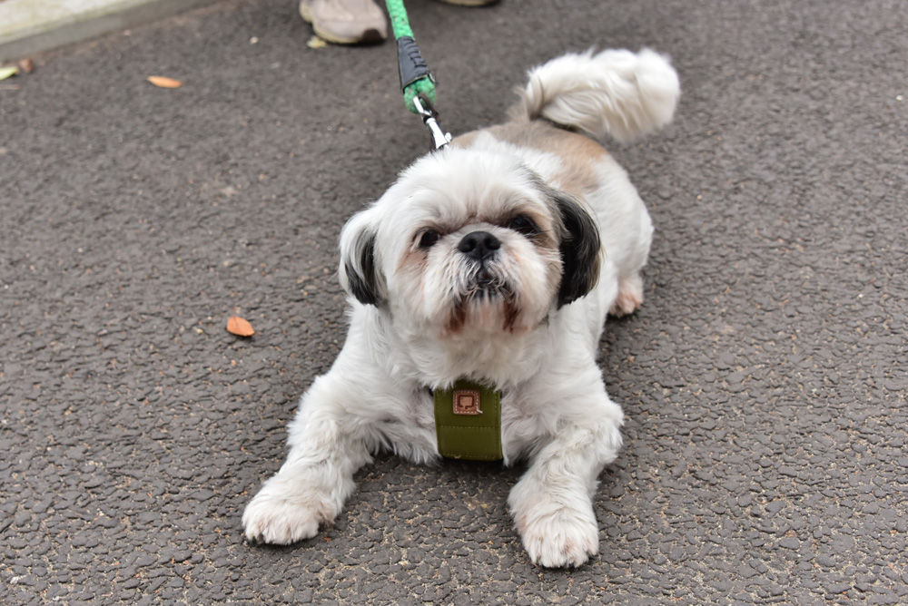 きょうのワンちゃんコーナー作りました。 12月4日 : pitarouファミリーのブログ