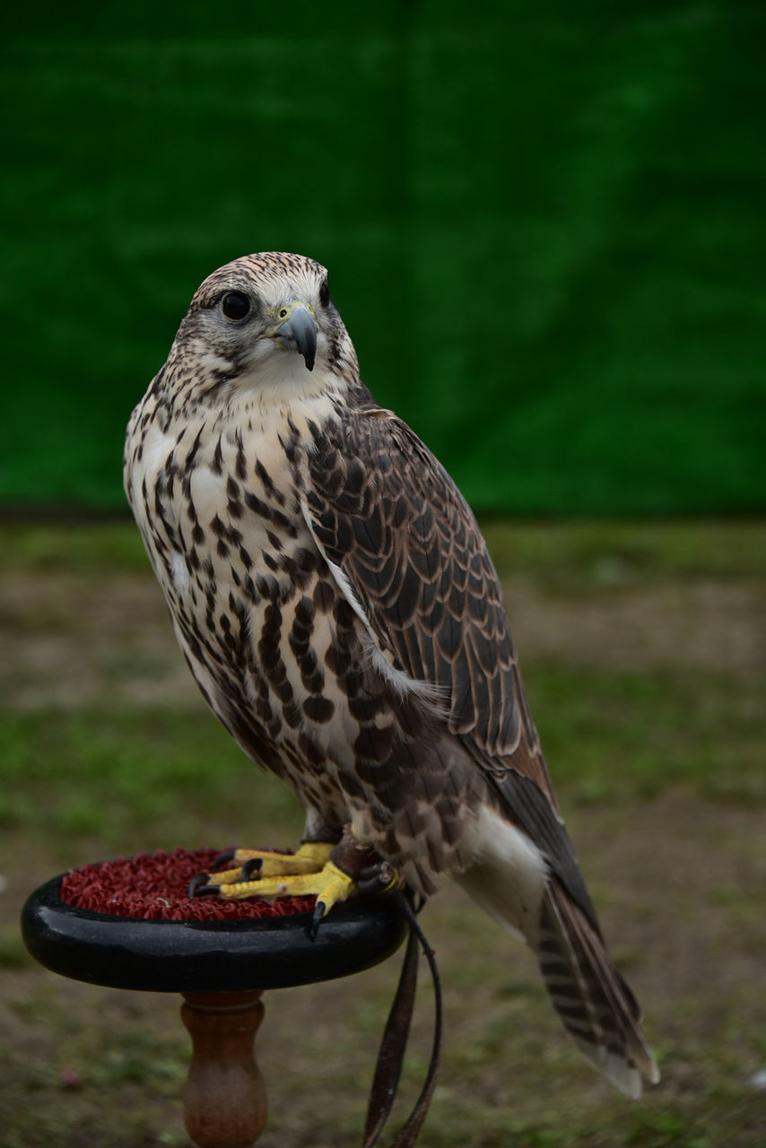 第29回 みやぎのまつり : pitarouファミリーのブログ