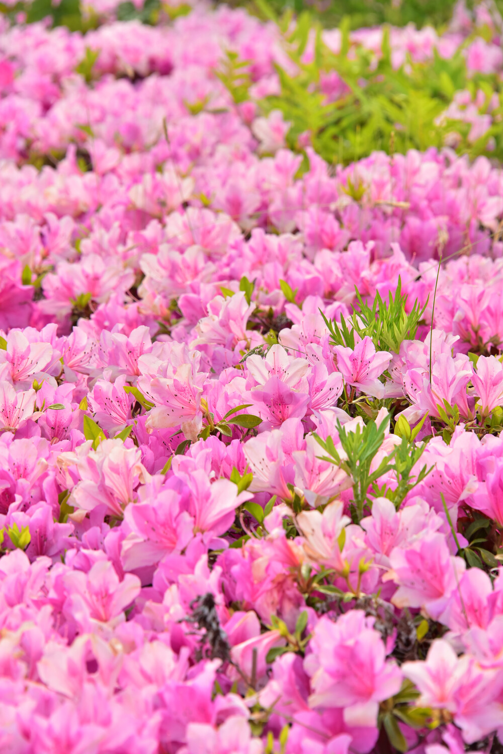 花 : pitarouファミリーのブログ