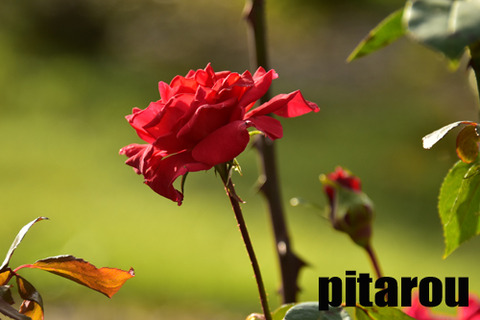 ＃8 せんだい農業園芸センター サンライトロマンチカ・かがやき・ゴールデンセプター・ゴールドマリー’84・黒真珠・アイスパーク・クリスチャンディオール・ : pitarouファミリーのブログ