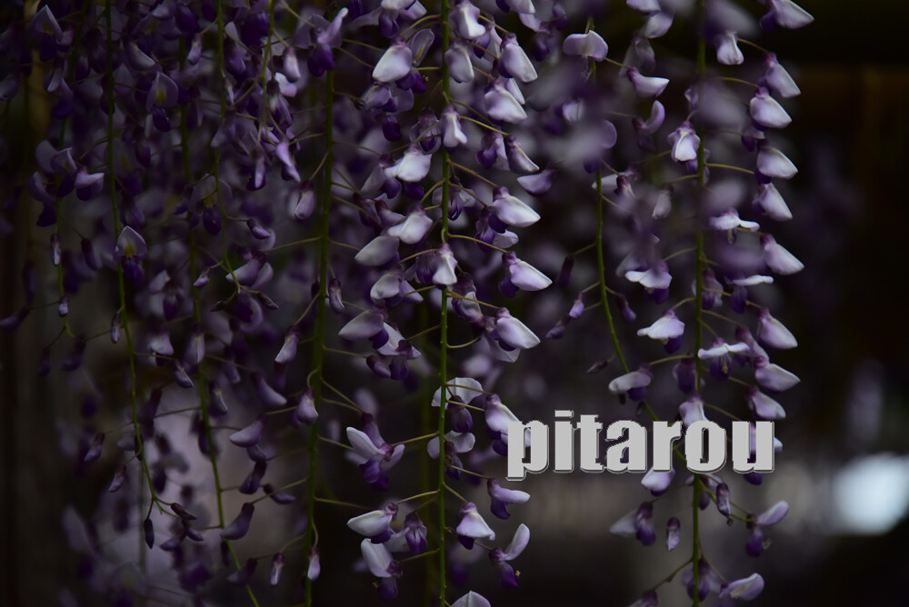 #2 子平町千田様の藤 2022年5月9日撮影 : pitarouファミリーのブログ